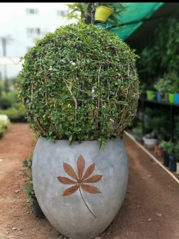 PONDICHERRY ROUND CEMENT POTS – Just Plants