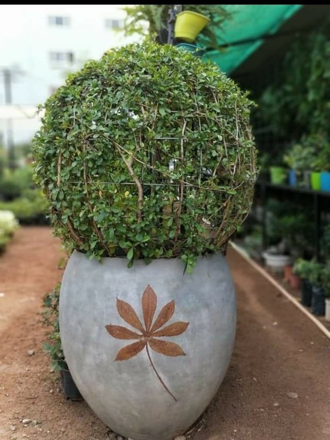 PONDICHERRY ROUND CEMENT POTS – Just Plants